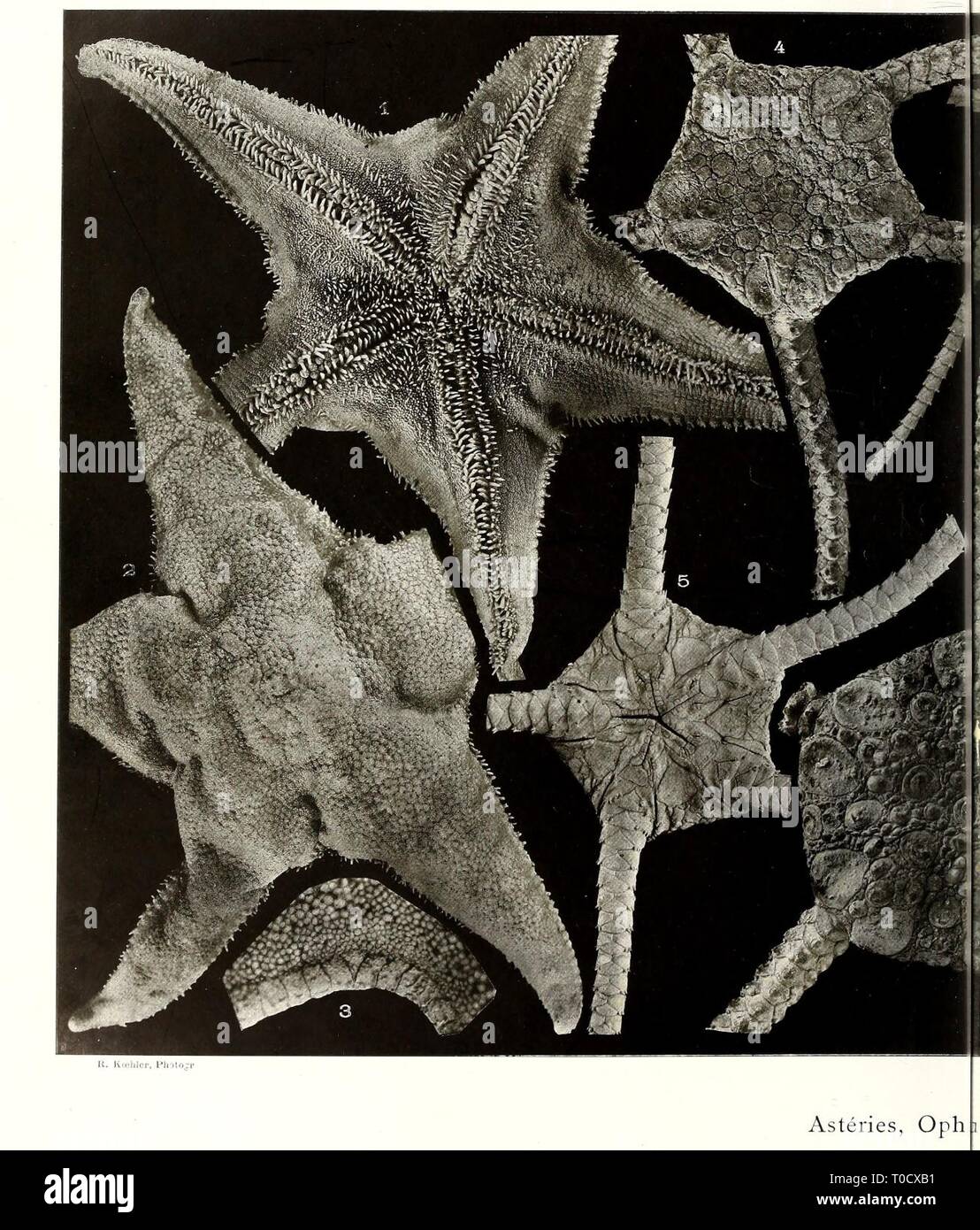 Echinodermes (astéries, ophiures et échinides Stock Photo - Alamy