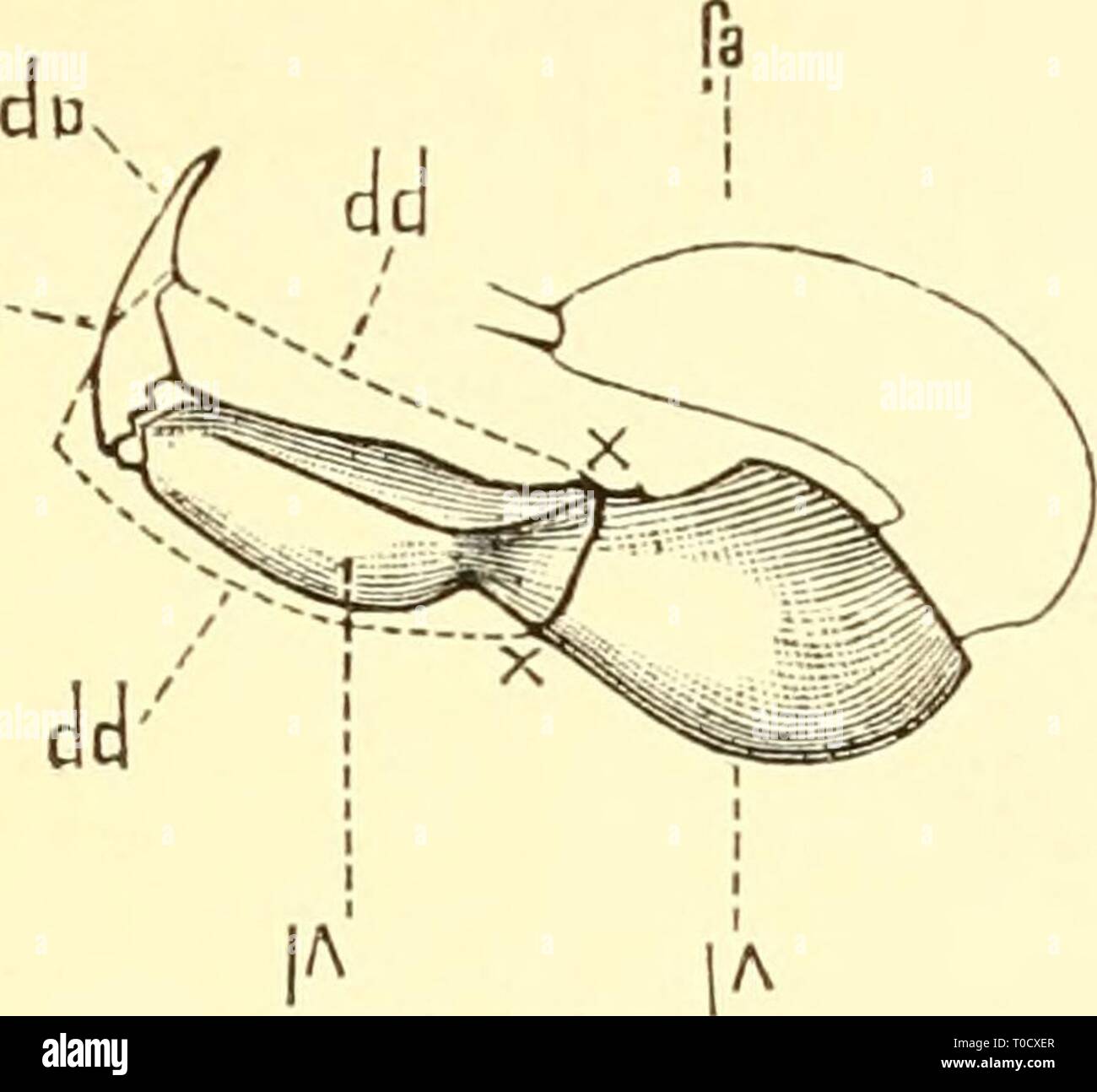 Praeputium hi-res stock photography and images - Alamy