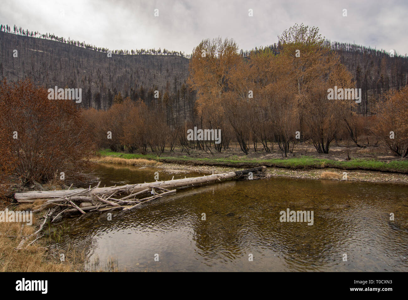 The Lolo Wildfires in Montana was a Level 1 fire which lasted from ...