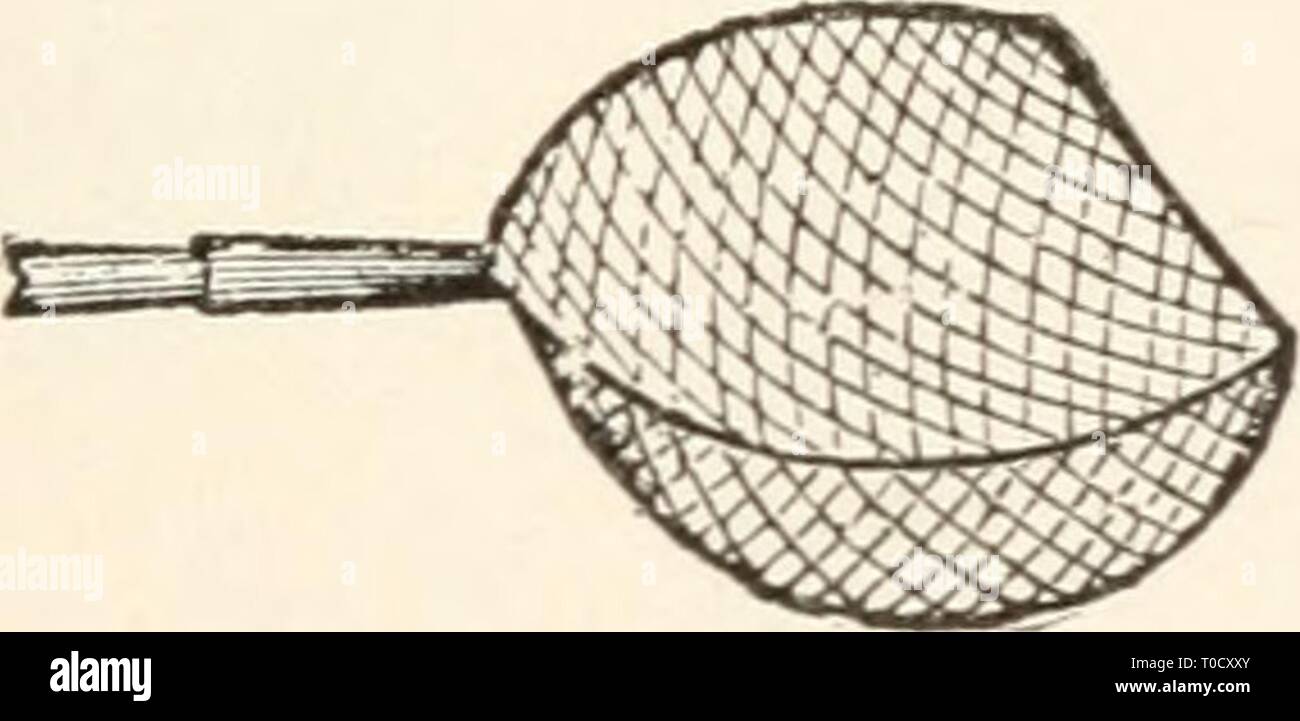 Collecting insects net hi-res stock photography and images - Alamy