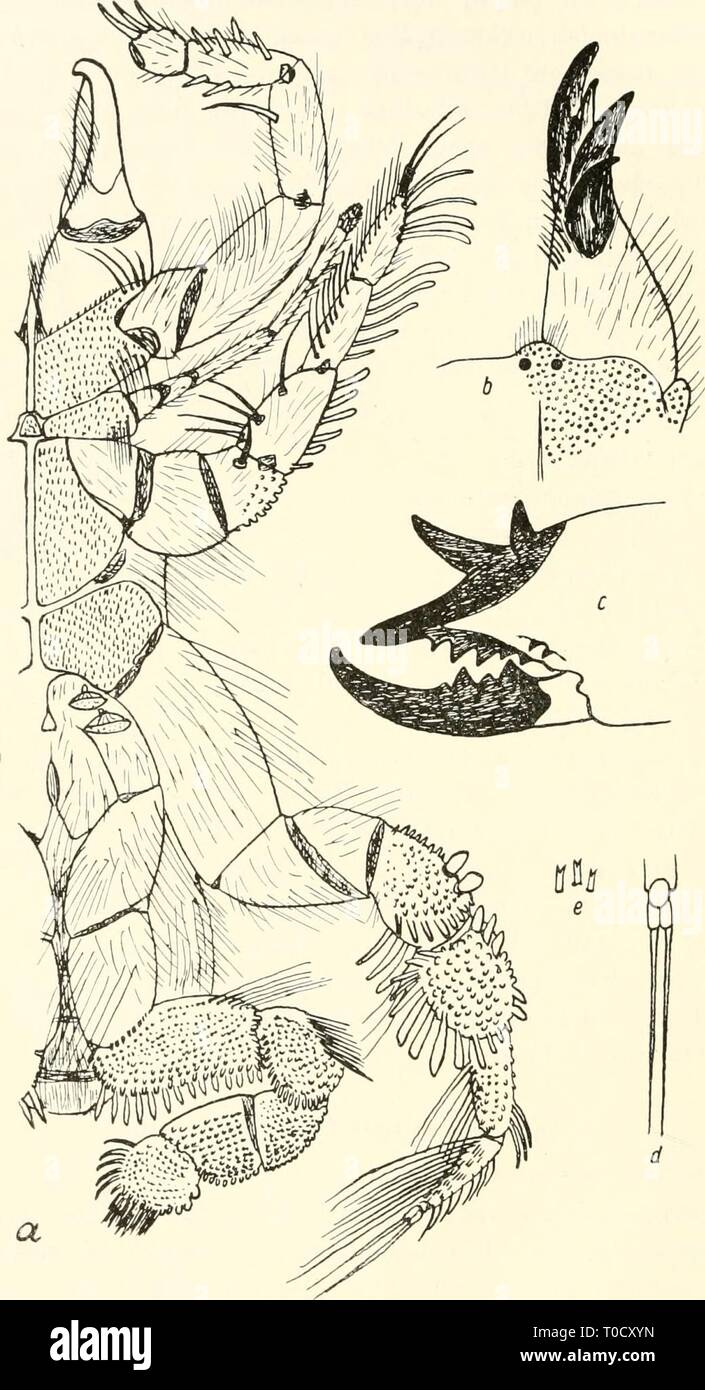 Dr H G Bronn's Klassen Dr. H. G. Bronn's Klassen und Ordnungen des ...