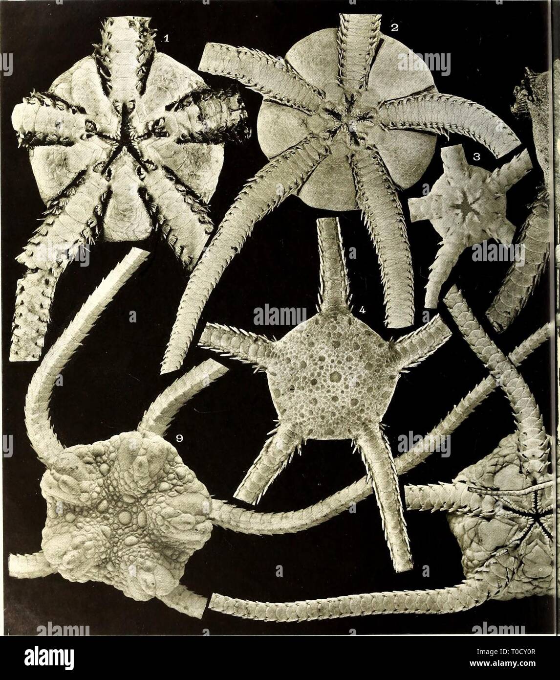 Echinodermes (astéries, ophiures et échinides Stock Photo - Alamy