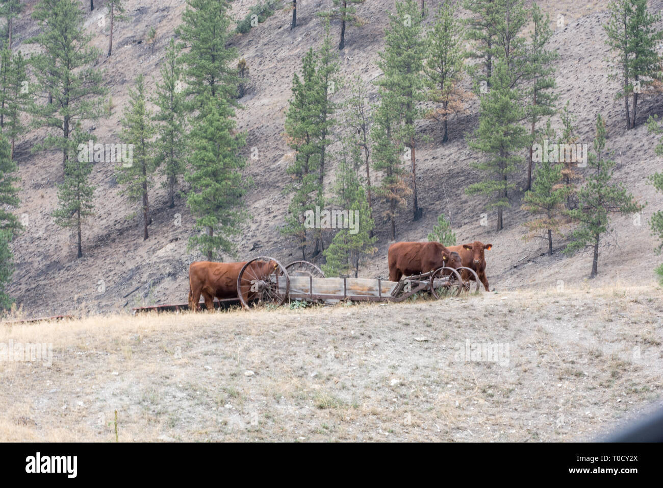Cattle walk across charred land after wildfires hit their land. The ...
