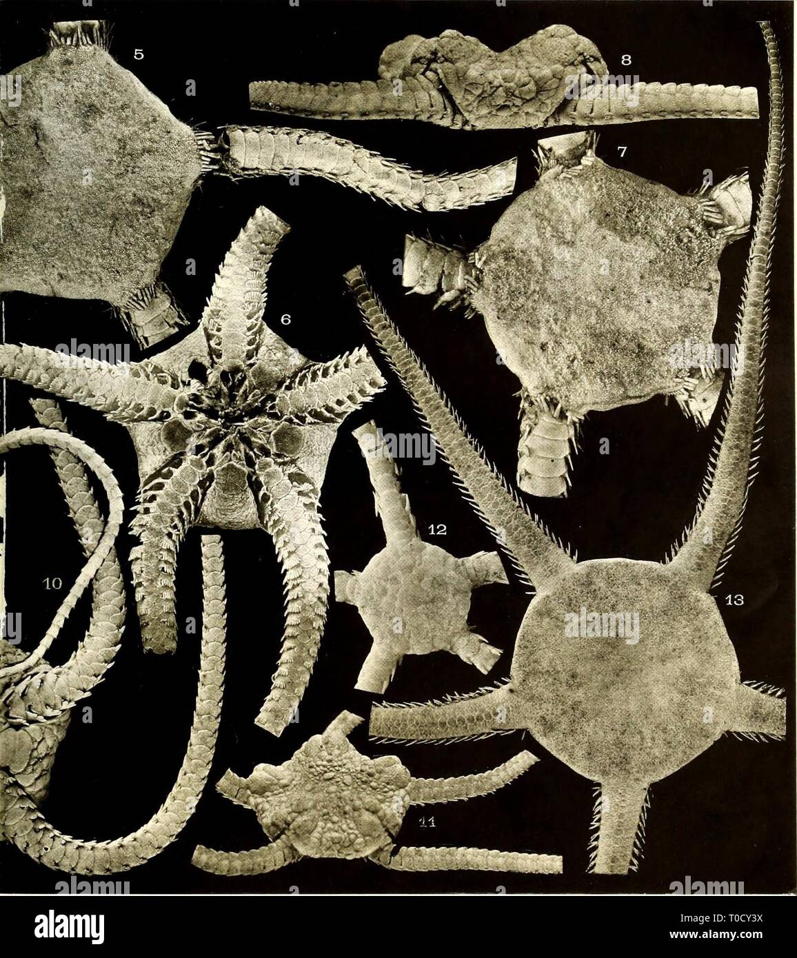Echinodermes (astéries, ophiures et échinides Stock Photo - Alamy