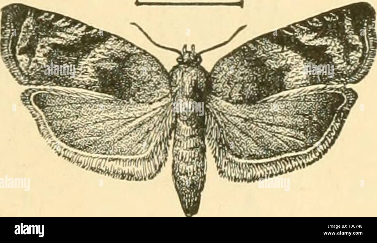 Unattractive insect hi-res stock photography and images - Alamy