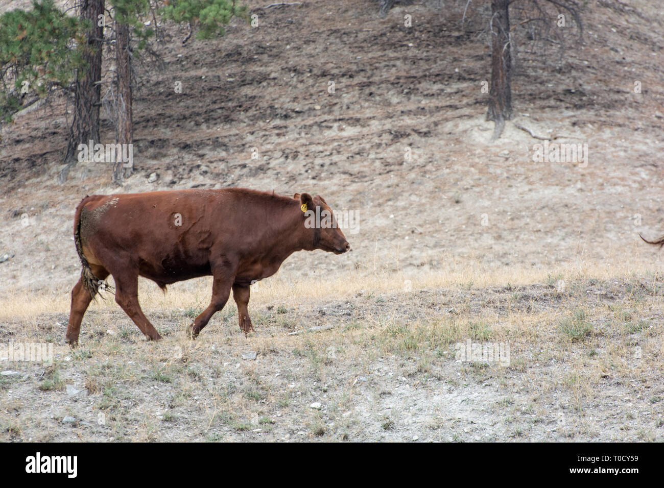Cattle walk across charred land after wildfires hit their land. The ...