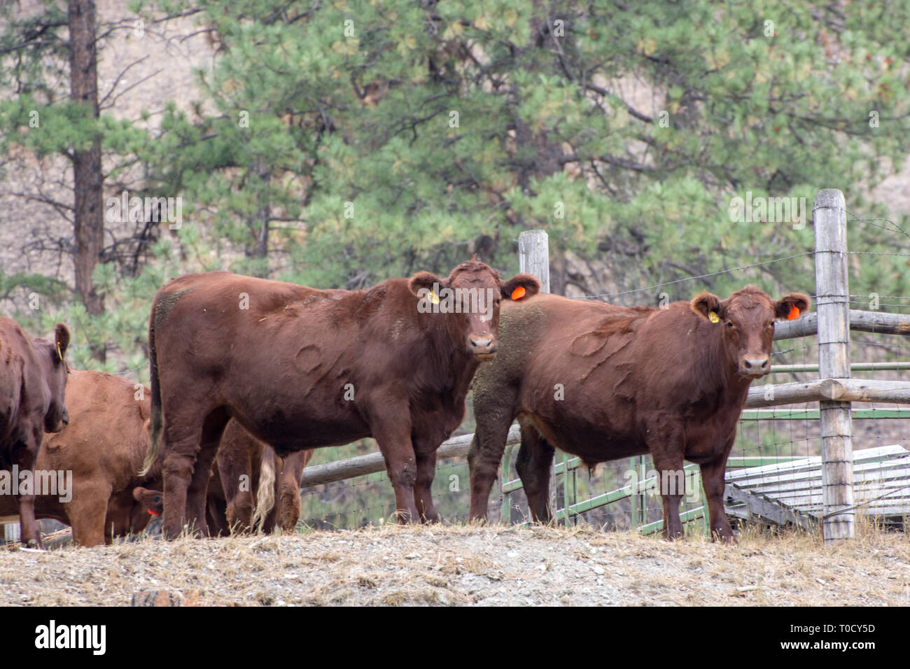 Cattle walk across charred land after wildfires hit their land. The ...