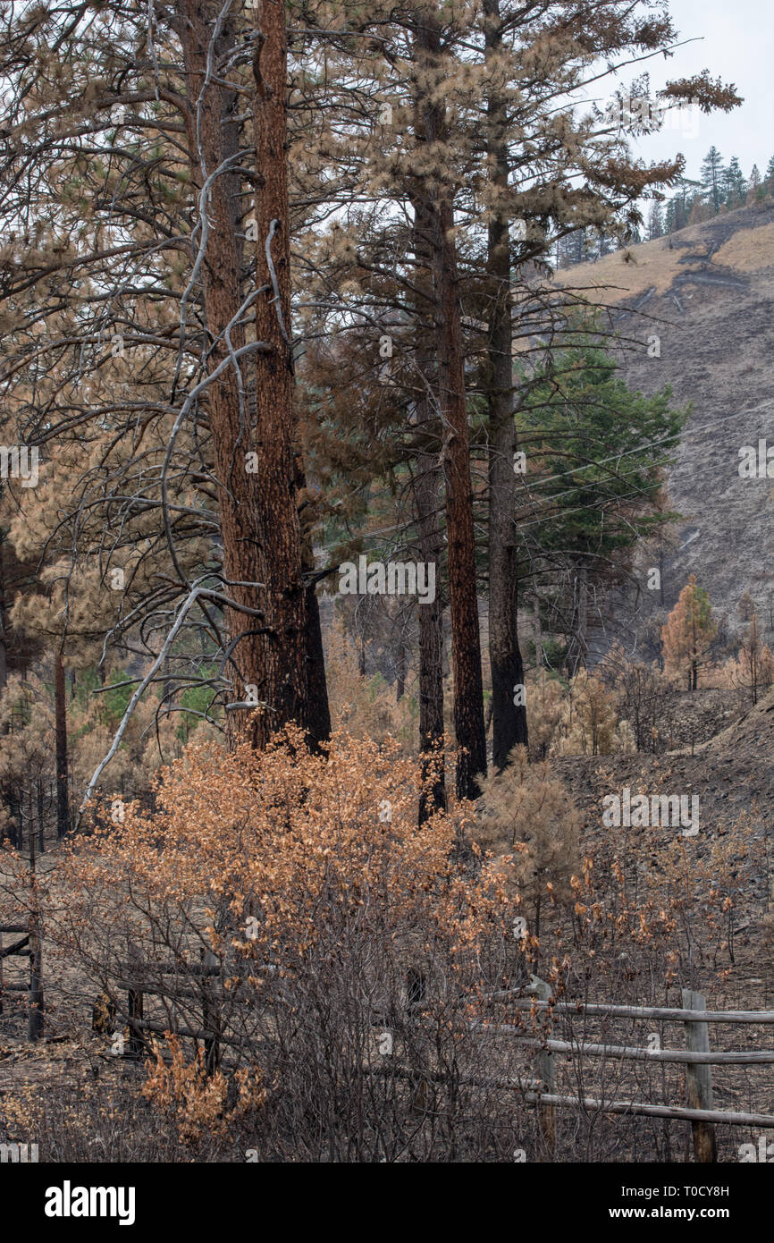 The Lolo Wildfires in Montana was a Level 1 fire which lasted from ...