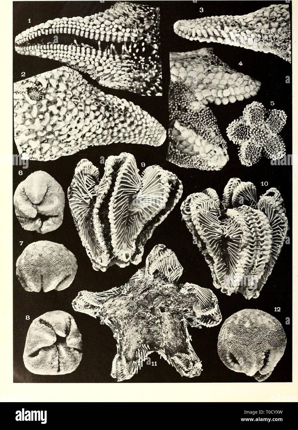 Echinodermata asteroidea (1920) Echinodermata asteroidea ...