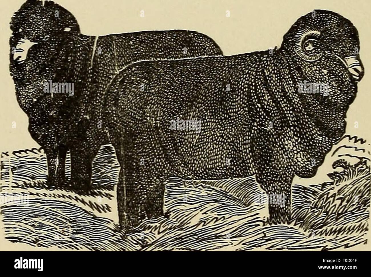 Dr Le Gear's stock book Stock Photo - Alamy