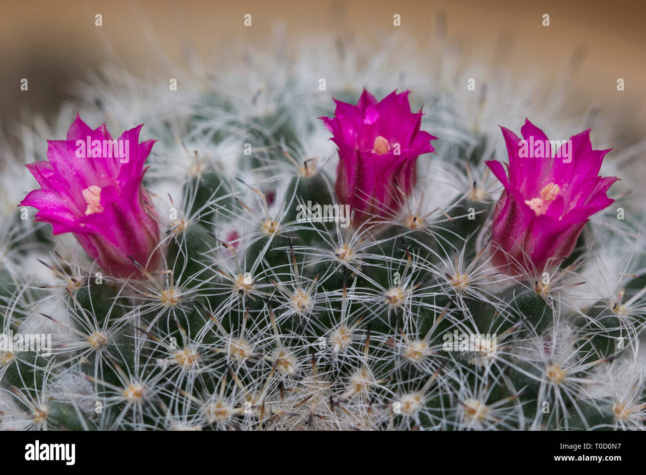 Button cactus hi-res stock photography and images - Alamy