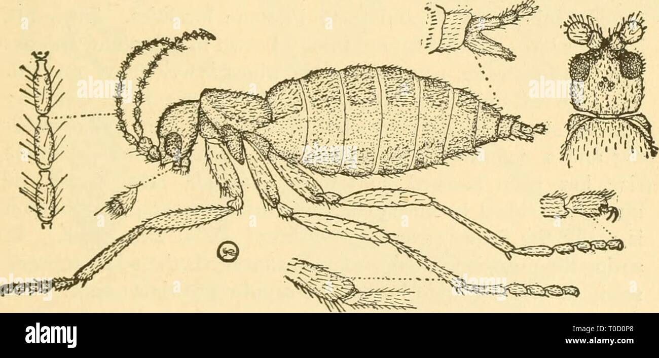 Wingless fruit fly hi-res stock photography and images - Alamy