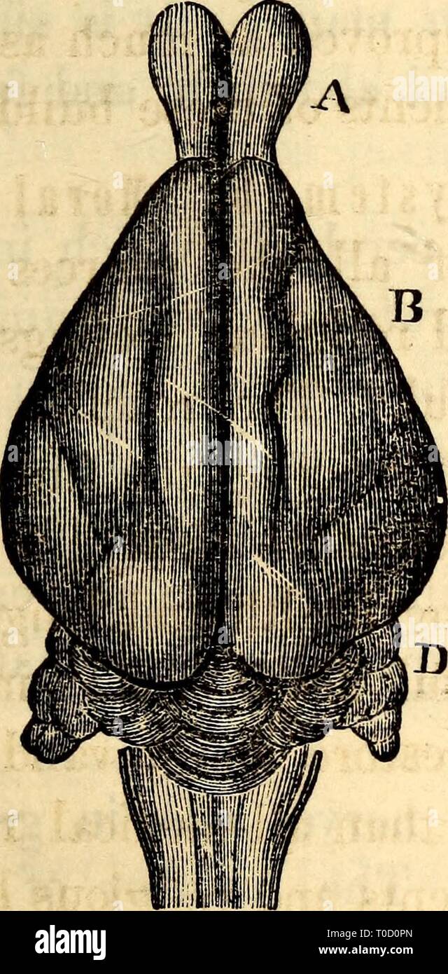 Corpus striatum hi-res stock photography and images - Alamy