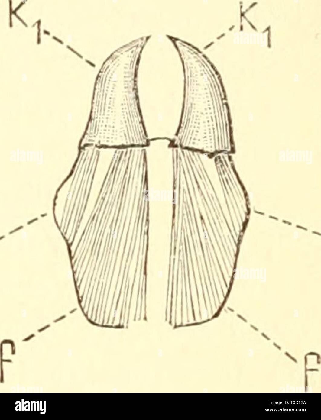 Einführung in die Kenntnis der Einführung in die Kenntnis der Insekten ...