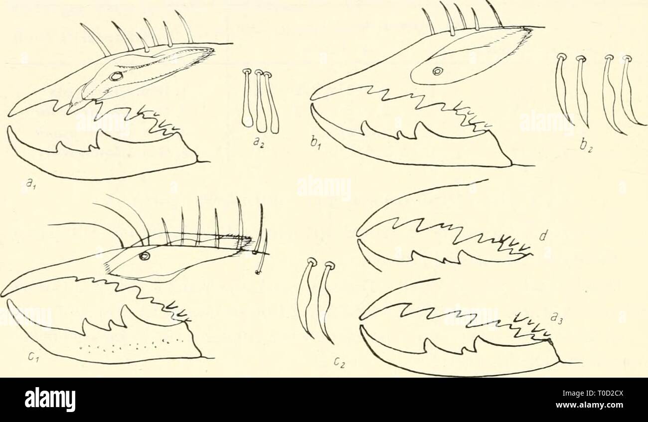 Malleoli hi-res stock photography and images - Alamy