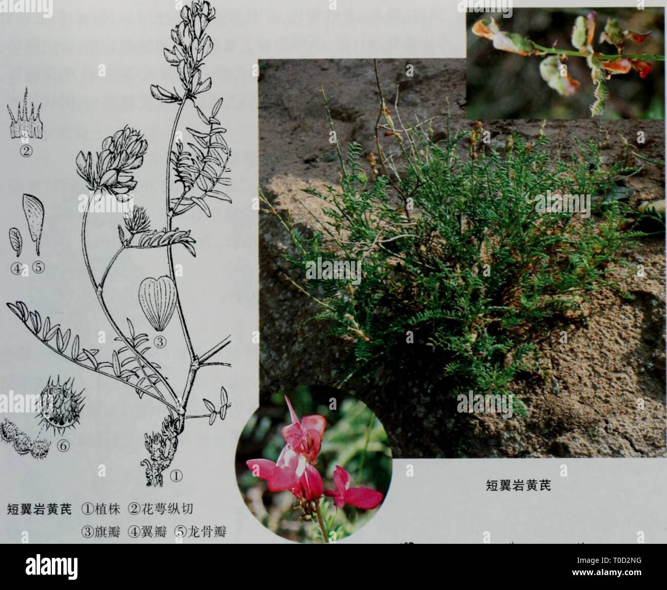 e er duo si zhi e er duo si zhi wu zhi eerduosizhiwuzhi01wuji Year ...