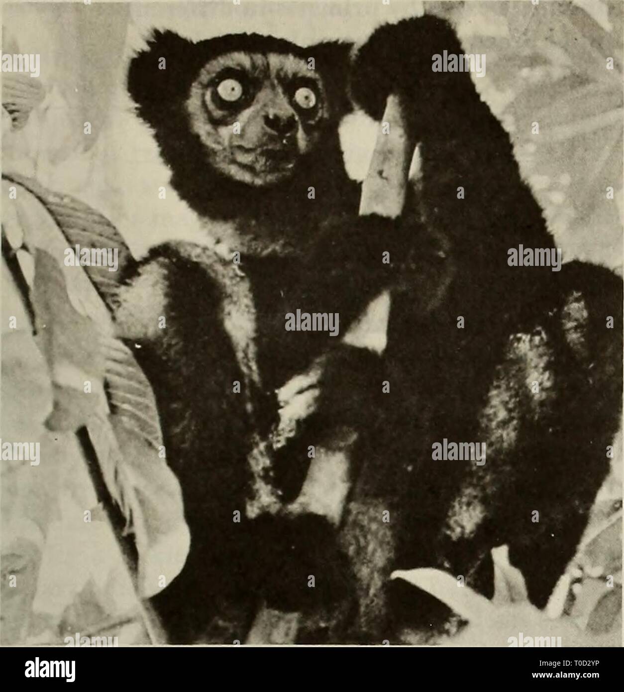 The Ecology of arboreal folivores Stock Photo - Alamy