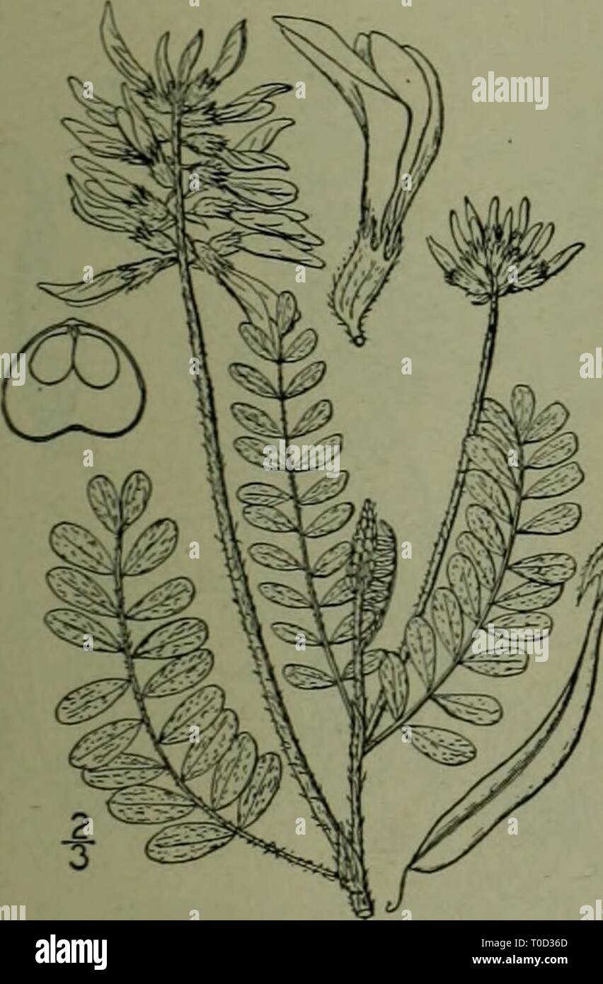 An illustrated flora of the Stock Photo - Alamy