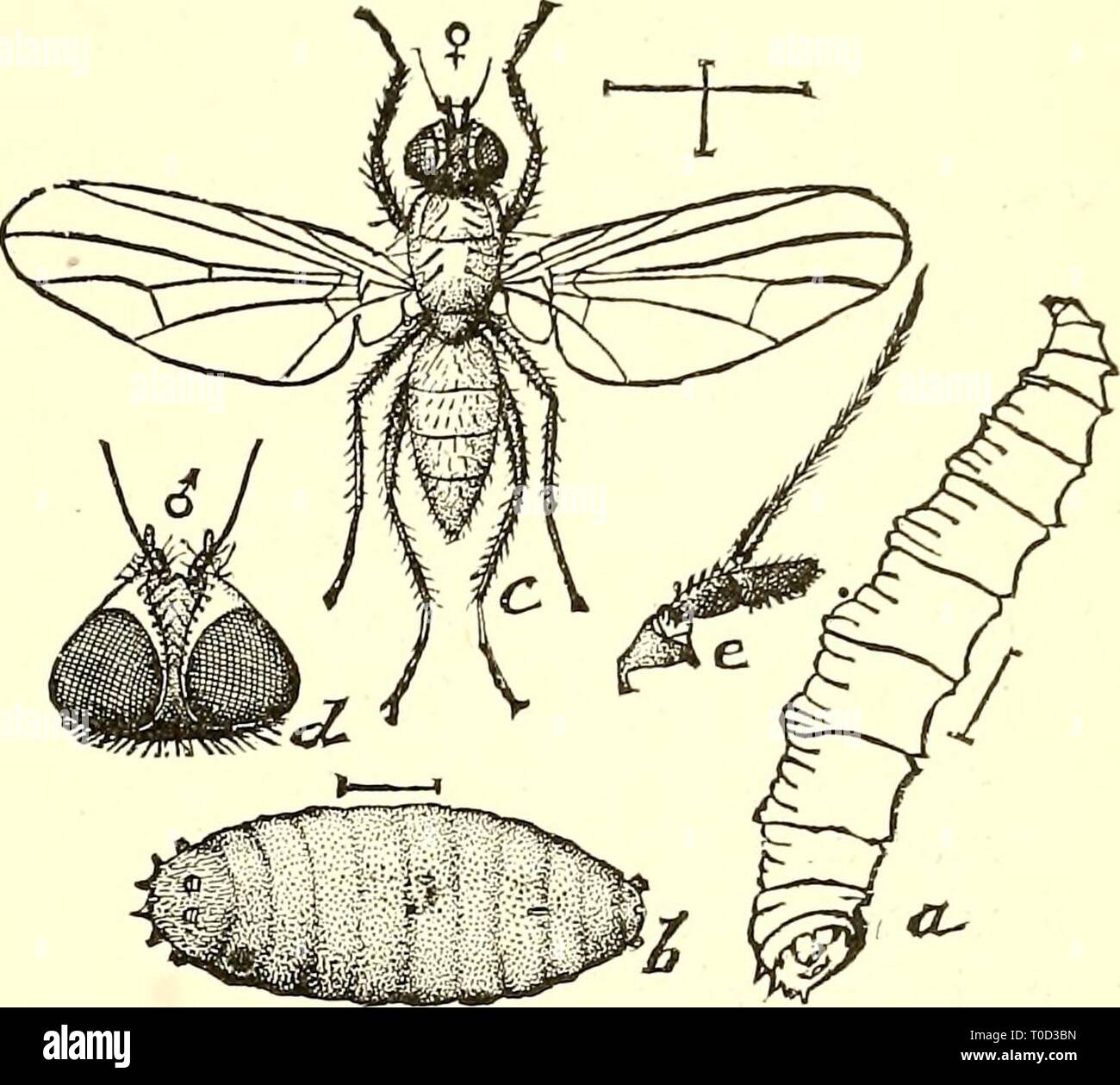 Cabbage maggot hi-res stock photography and images - Alamy