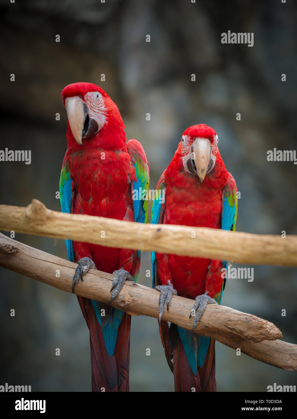 Two Scarlet Macaws perched on a tree branch looking directly into the ...