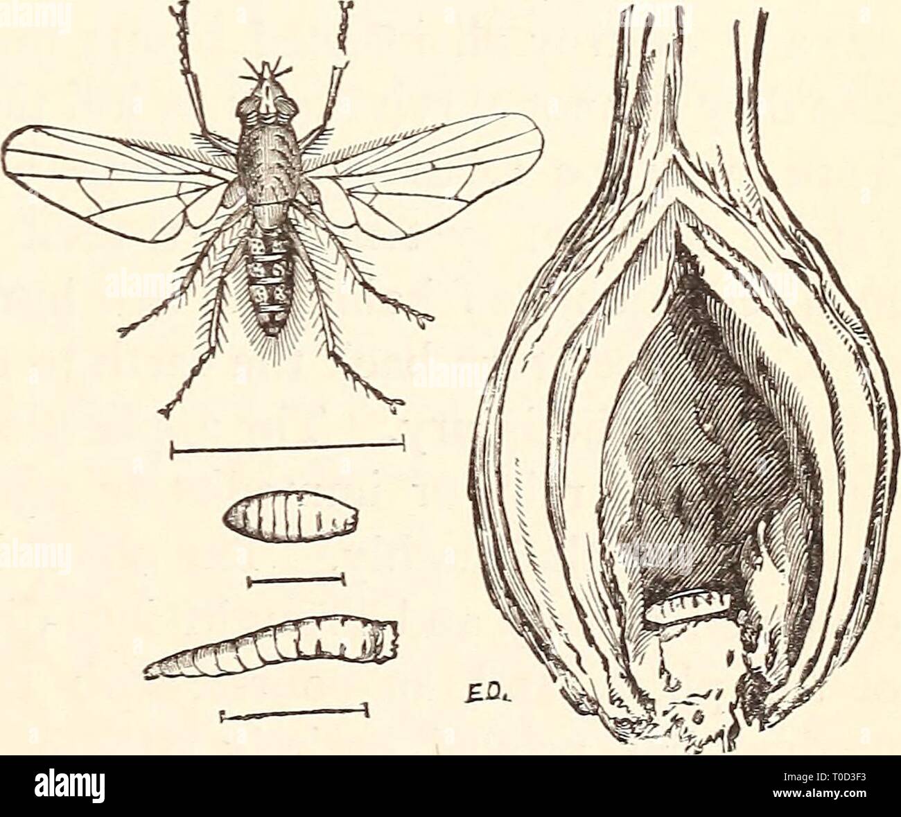 Flies lay eggs hi-res stock photography and images - Alamy
