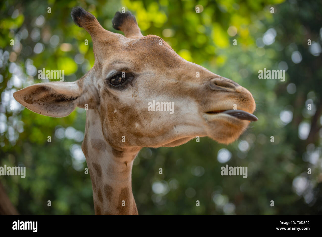 Tonque Out High Resolution Stock Photography and Images - Alamy