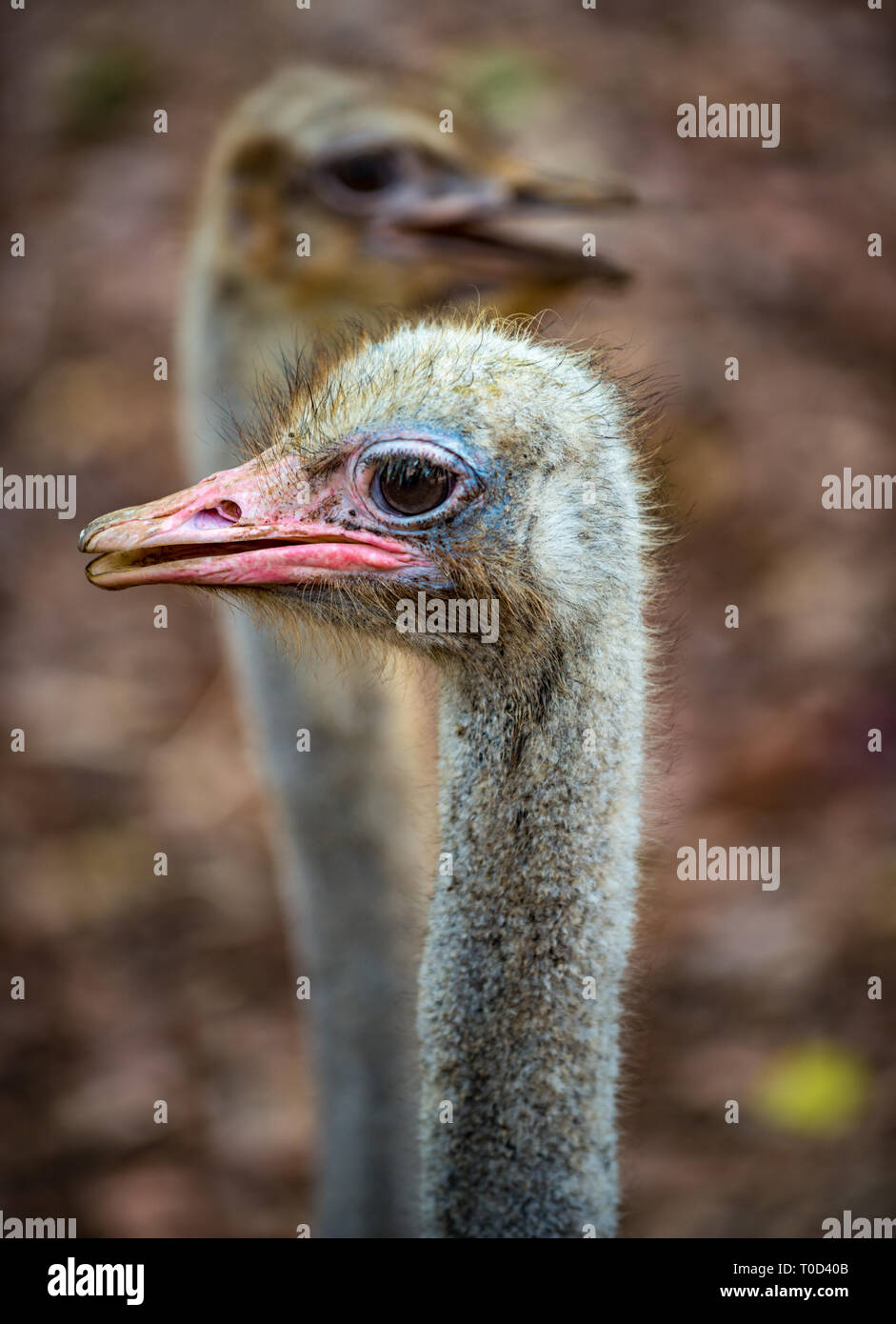 Common Ostrich Struthio camelus Ostrich's head up close Stock Photo - Alamy