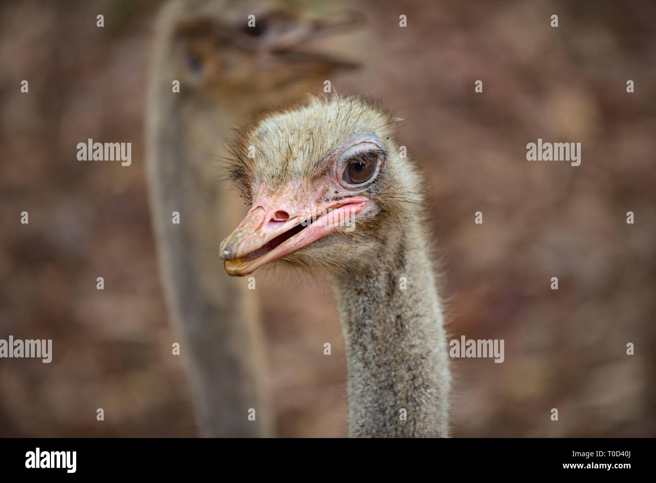 Common Ostrich Struthio camelus Ostrich's head up close Stock Photo - Alamy