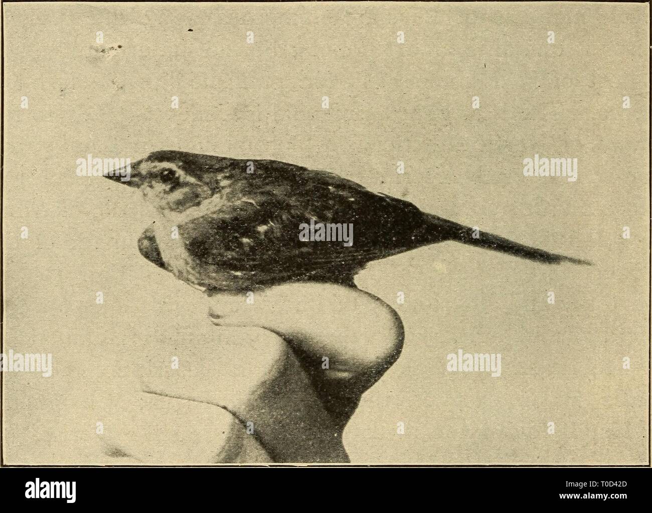 Opera glass bird hi-res stock photography and images - Alamy