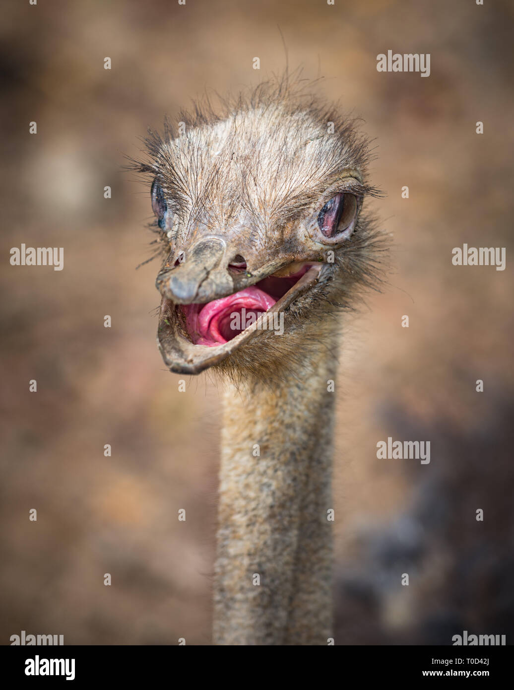 Common Ostrich Struthio camelus Ostrich's head up close Stock Photo - Alamy