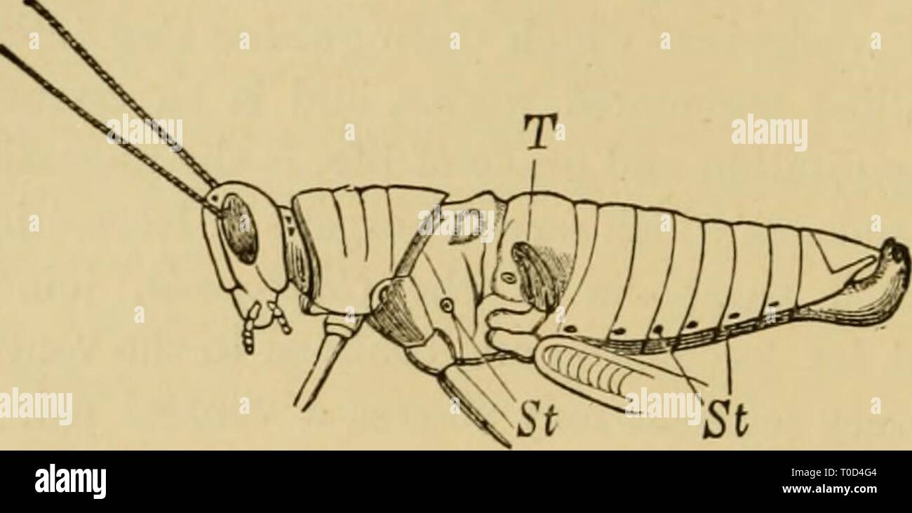 Chitinous plates hi-res stock photography and images - Alamy