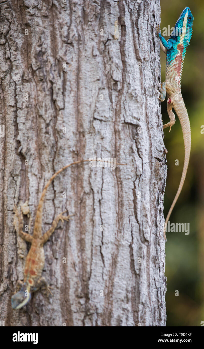 Blue crested lizard hi-res stock photography and images - Alamy