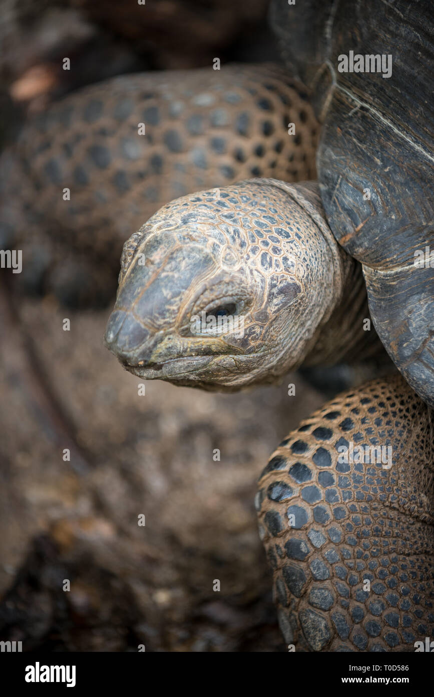 Giant tortoise head up close vertical composition Stock Photo - Alamy