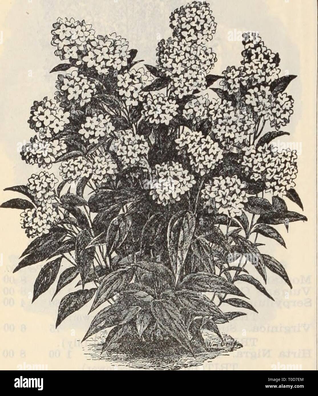 Cone shaped shrubs hi-res stock photography and images - Alamy