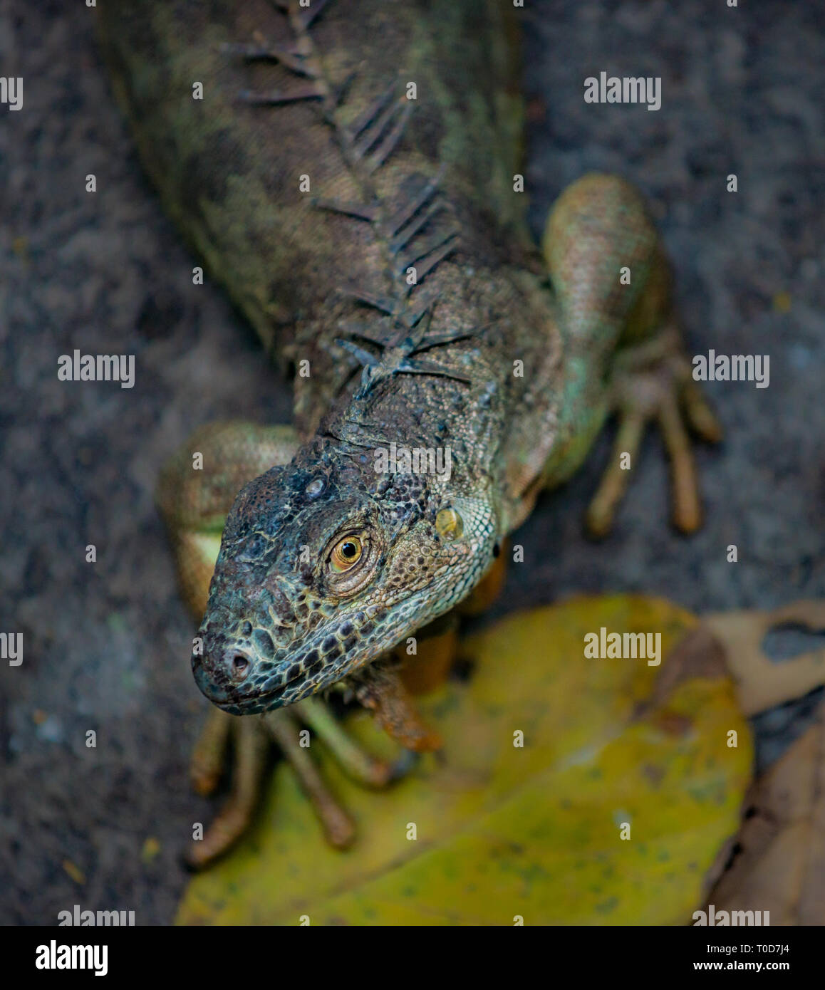 Green Iguana shallow depth of field with focus on the animal's eye ...