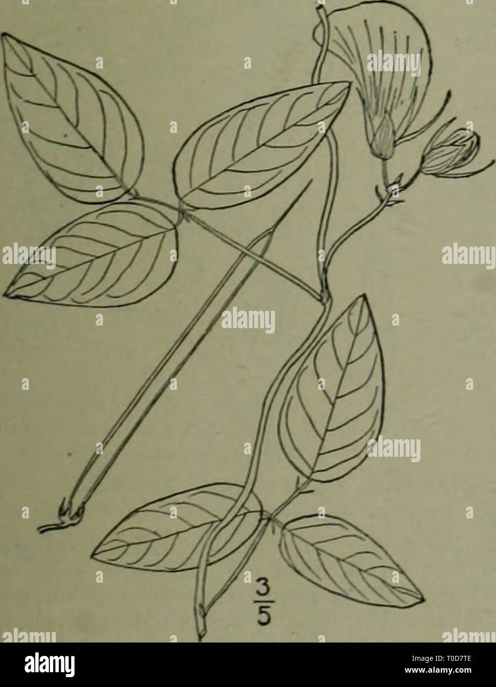 Calyx teeth hi-res stock photography and images - Alamy