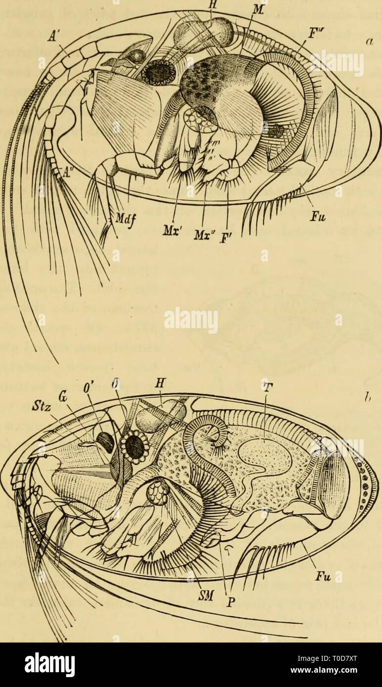 Cypridina mediterranea hi-res stock photography and images - Alamy