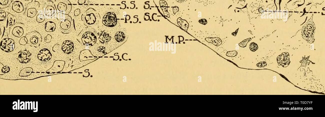 The effects of inanition and Stock Photo - Alamy