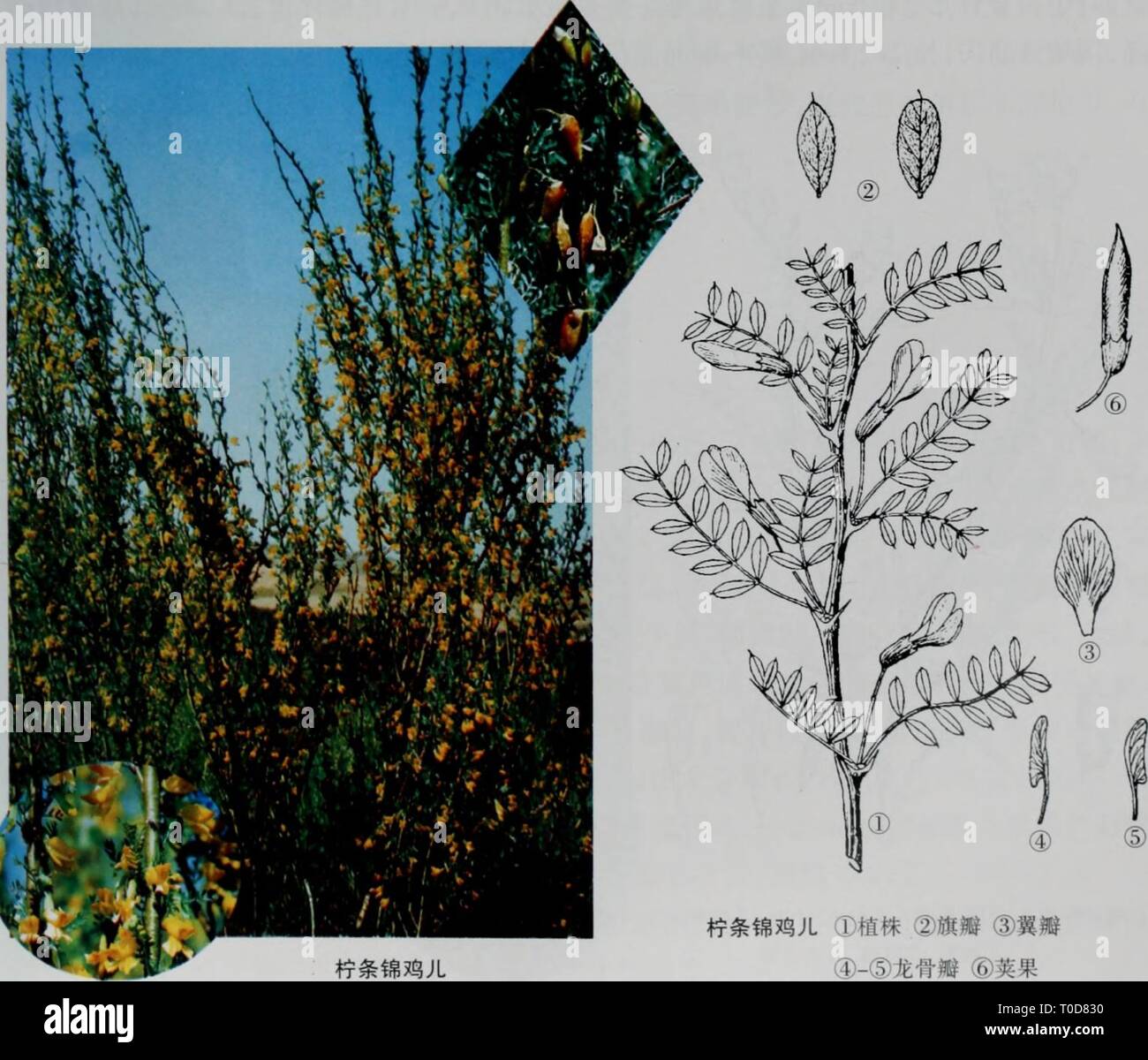 e er duo si zhi e er duo si zhi wu zhi eerduosizhiwuzhi01wuji Year ...