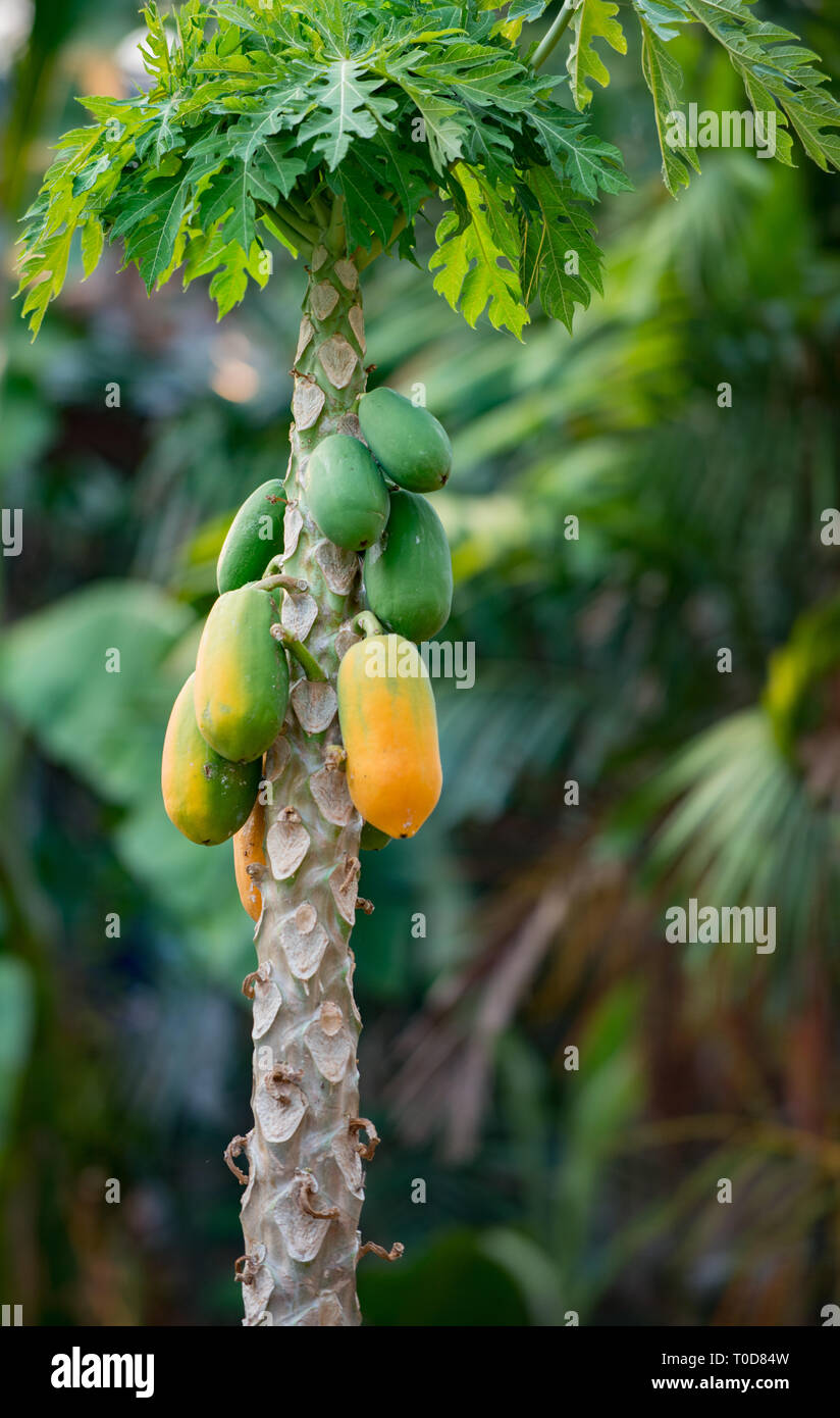 Papaya Tree Couple green and ripe fruits grows out of single stem tree ...