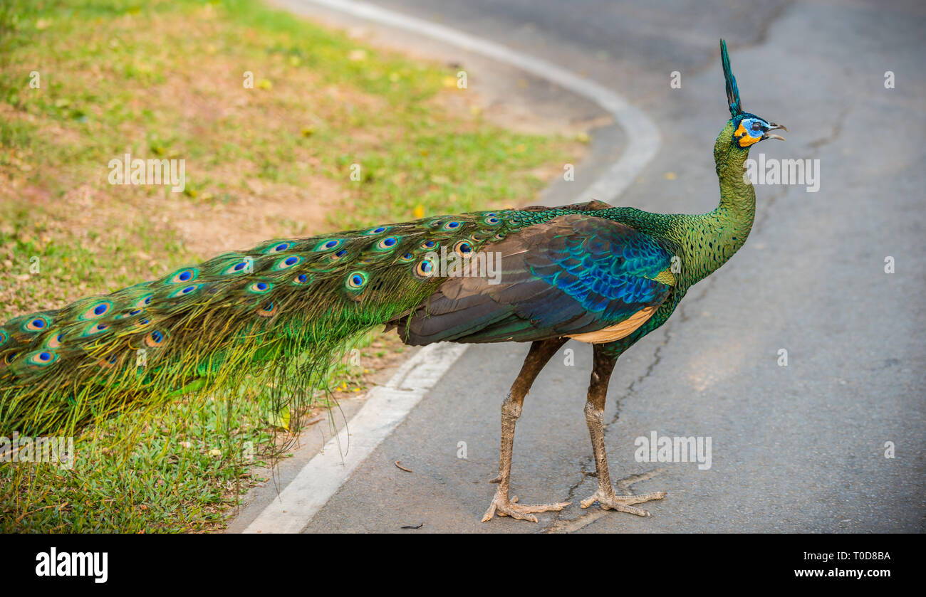 Green peafowl hi-res stock photography and images - Alamy
