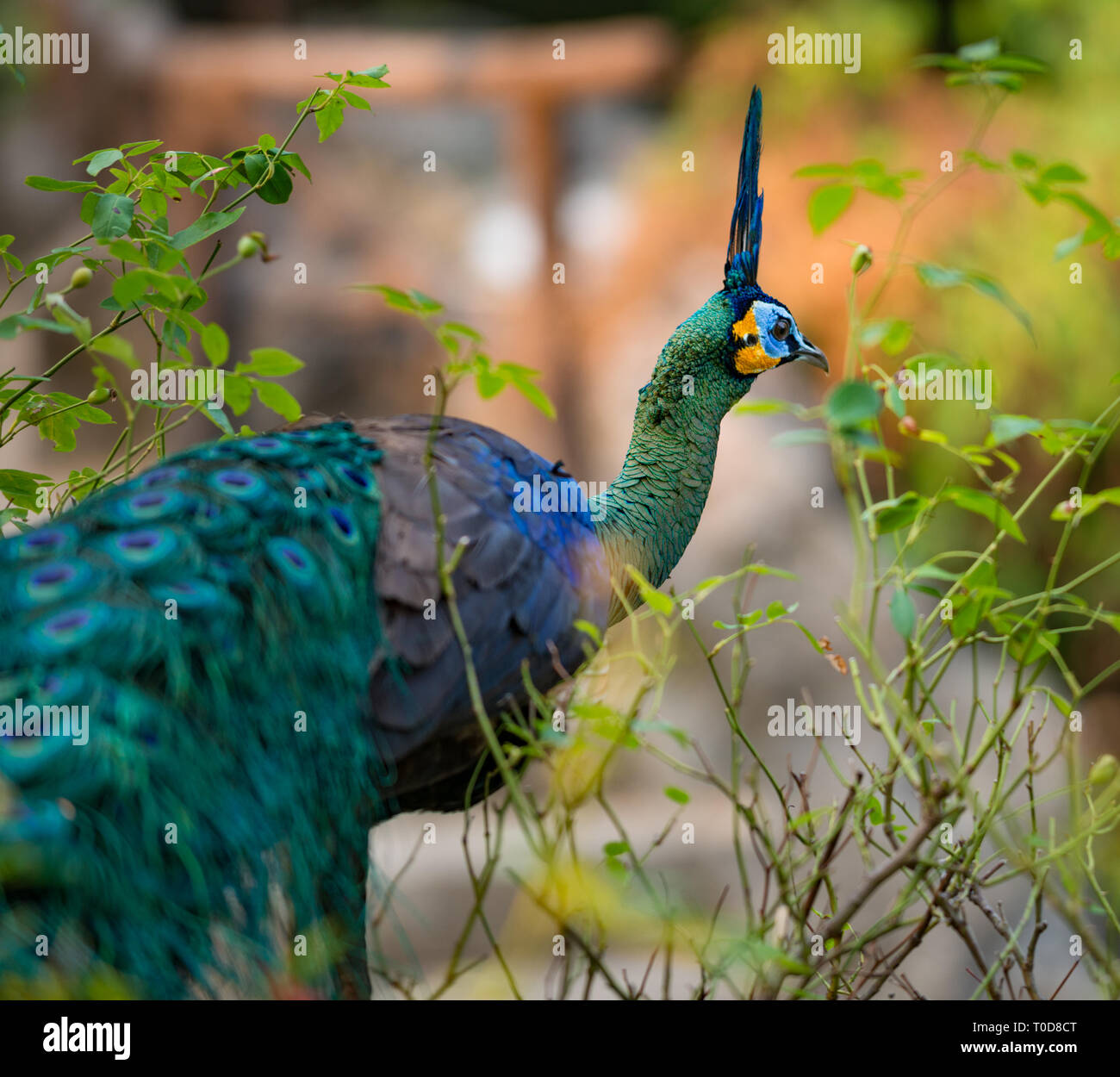 Green peafowl hi-res stock photography and images - Alamy