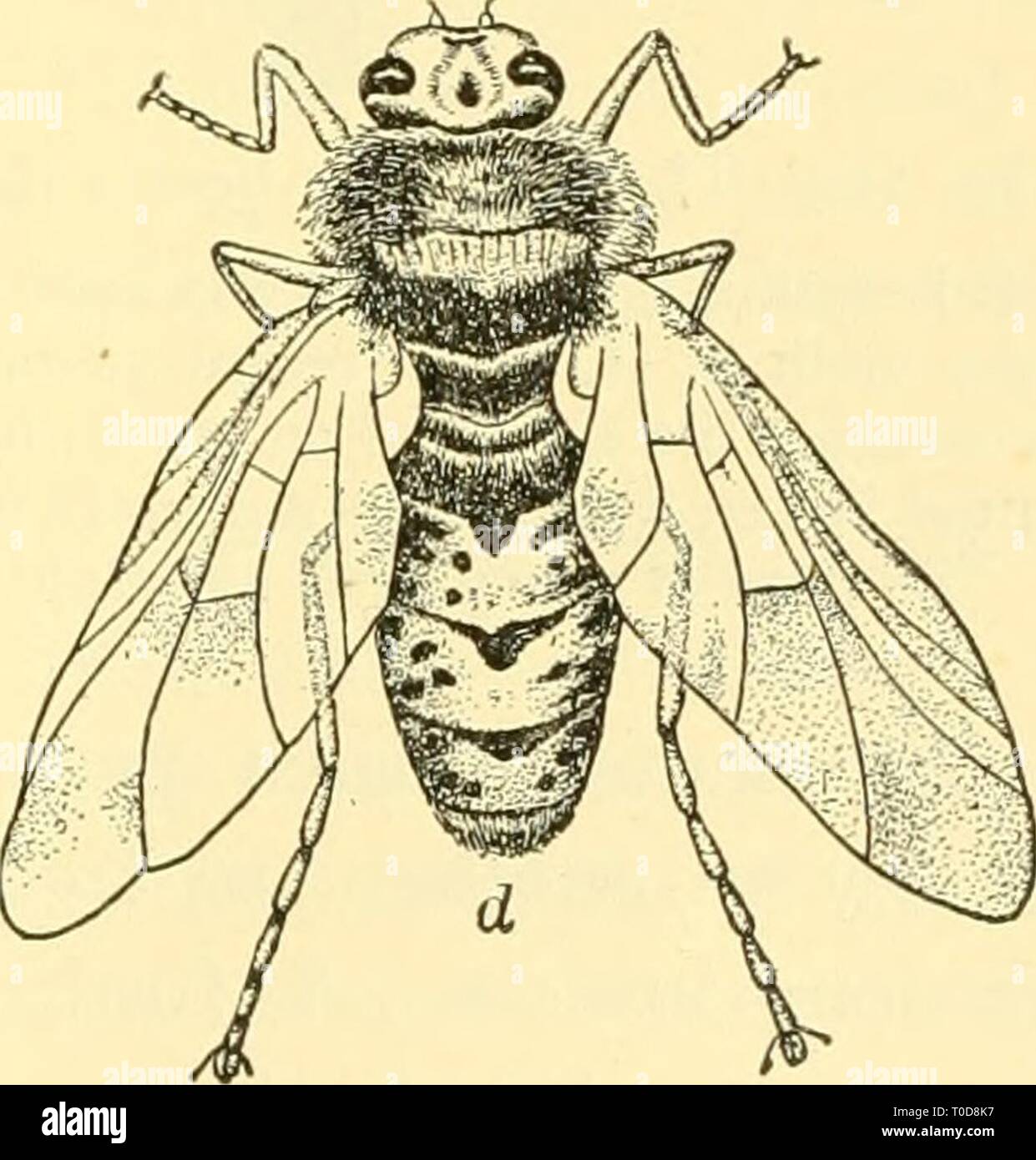 Botfly larva hi-res stock photography and images - Alamy