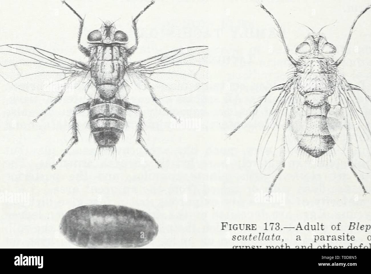 Eastern forest insects (1972 Stock Photo - Alamy
