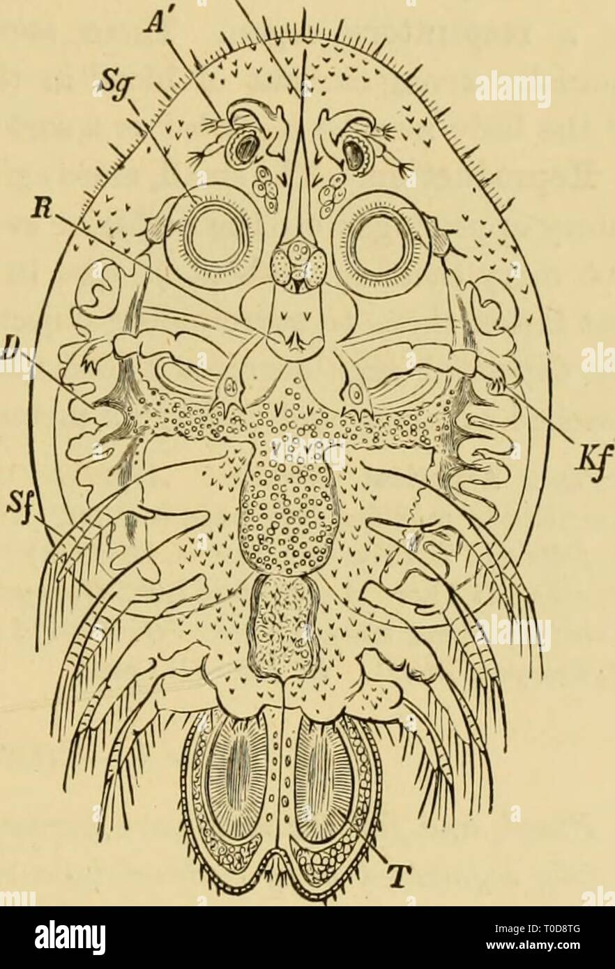 Branchiura hi-res stock photography and images - Alamy