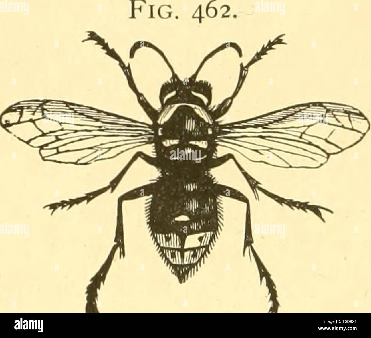 Exposed pulp hi-res stock photography and images - Alamy