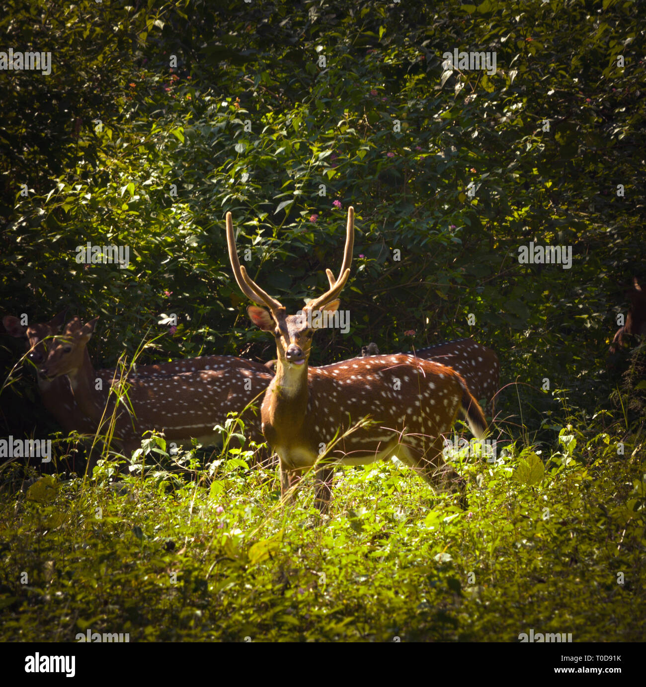 Spotted deer in kerala forest india hi-res stock photography and images ...