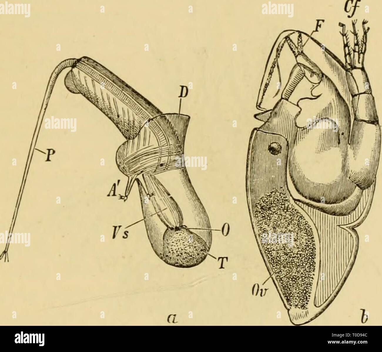 Elementary text-book of zoology, general Elementary text-book of ...