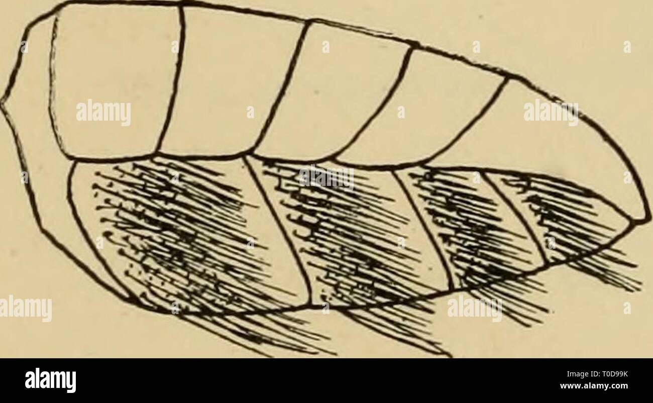 Inner aspect of wax cutters and first joint of tarsus hi-res stock ...