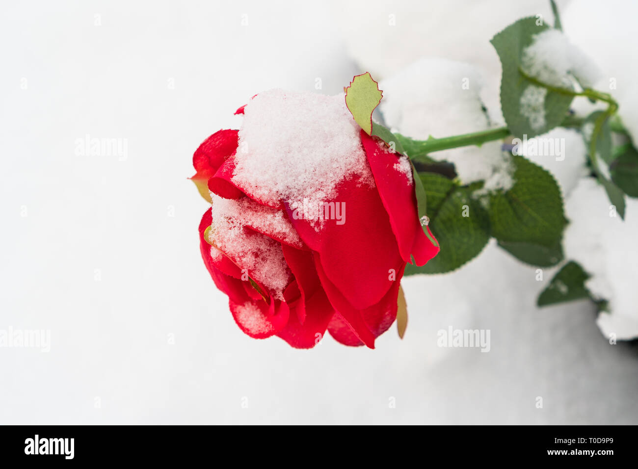 Rose covered with snow hi-res stock photography and images - Alamy